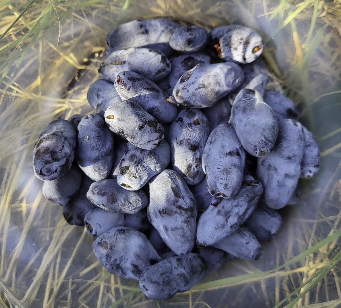 Haskap Central Sales Ltd. - Haskap Lonicera caerulea L. - Ultra Cold ...