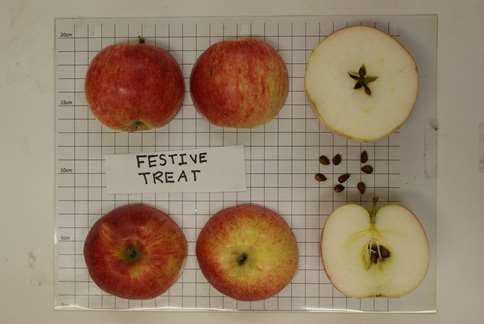 Festive Treat Apple Tree