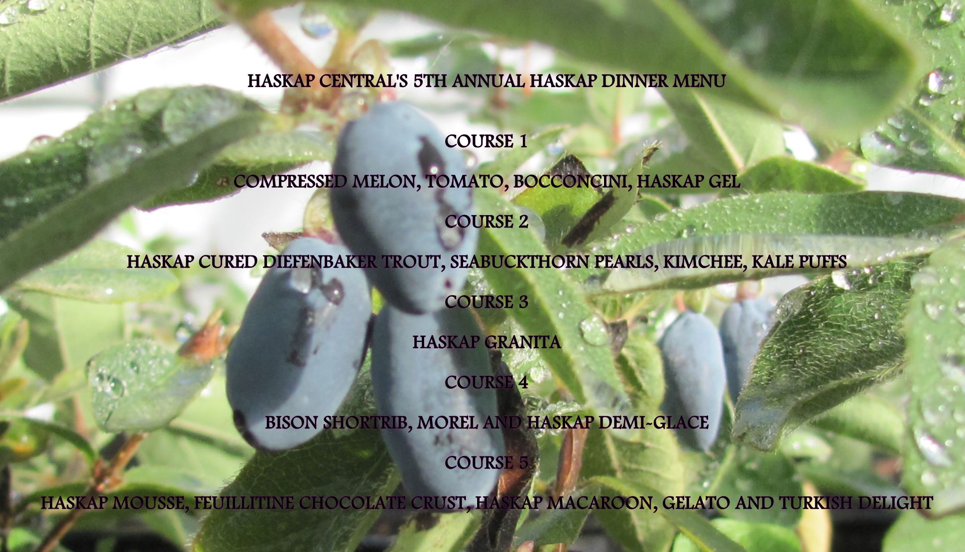 A Haskap Dinner Plate Seated with Dr. Bob Bors, July 6, 2018