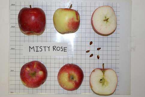 Misty Rose Apple Tree