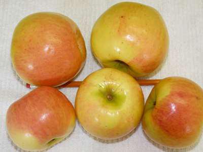 Prairie Sensationt Apple Tree