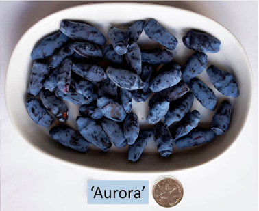 Aurora Haskap Plants
