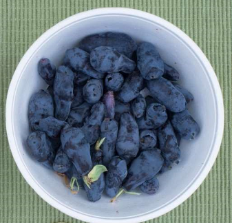 Boreal Beast Haskap Plants