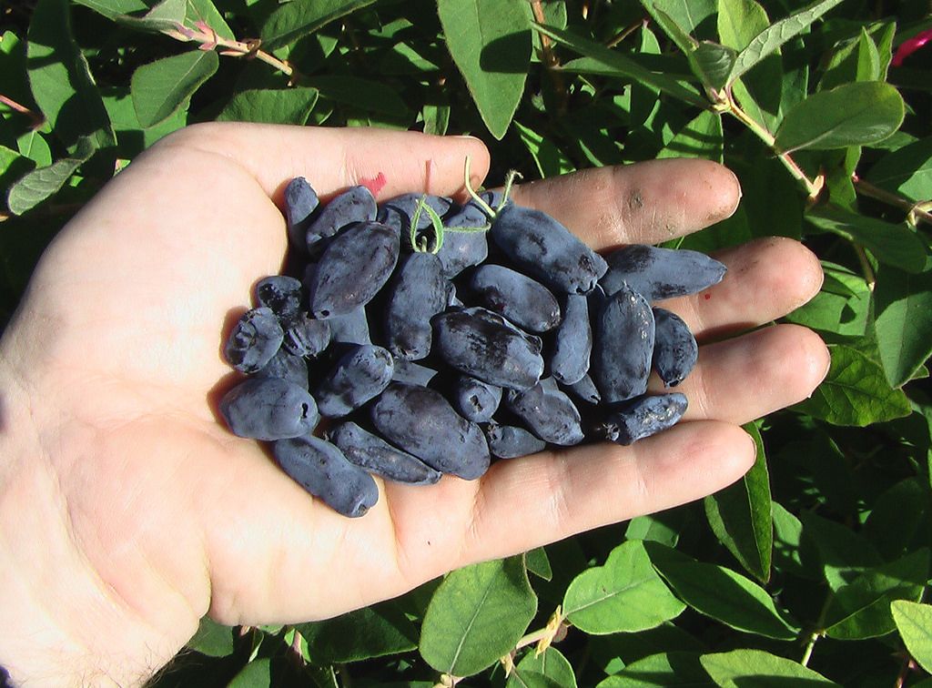 Borealis Haskap Plants