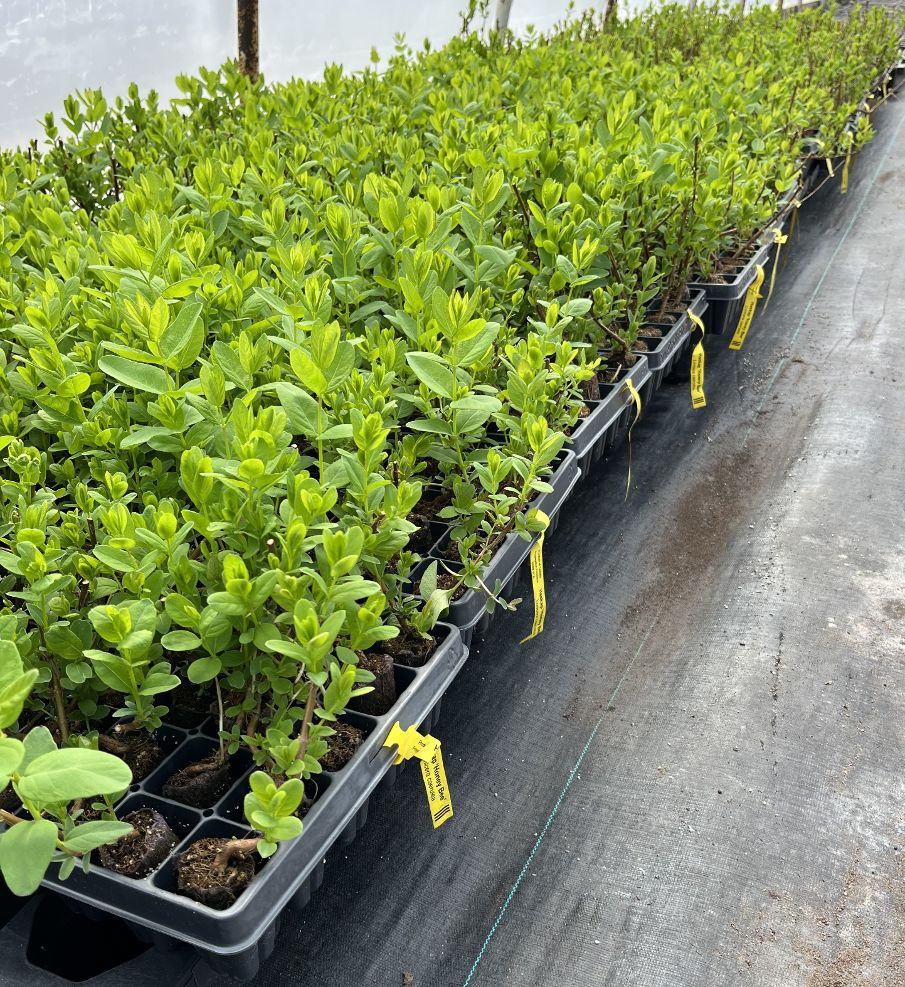 Haskap Central Sales Ltd. - Haskap Lonicera caerulea L. - Ultra Cold ...